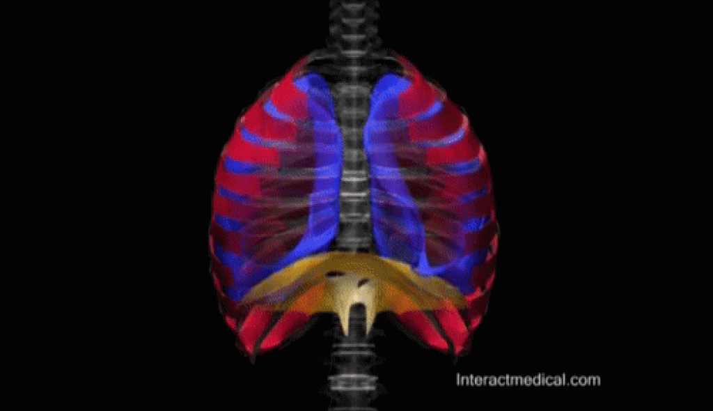 Diaphragmatic Breathing to Relax: 9 Steps